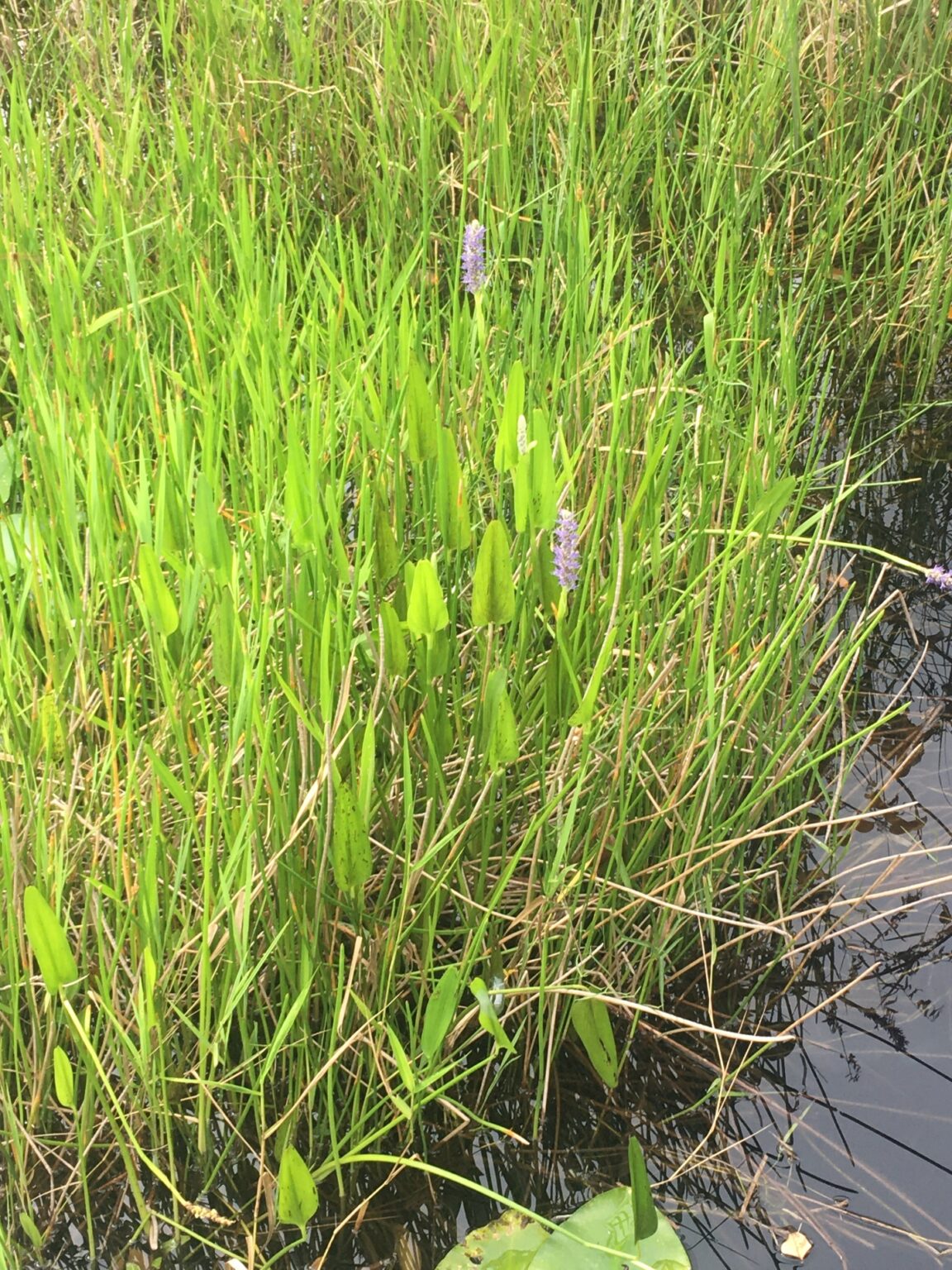 Everglades National Park: Exploring the Enchanting Wilderness of ...